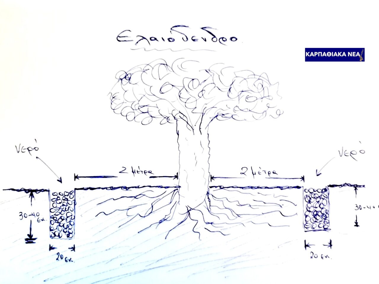 ΠΡΟΣΤΑΣΙΑ των ΕΛΑΙΟΔΕΝΔΡΩΝ από την ΑΝΟΜΒΡΙΑ και την μη ΠΑΡΑΓΩΓΙΚΟΤΗΤΑ ...