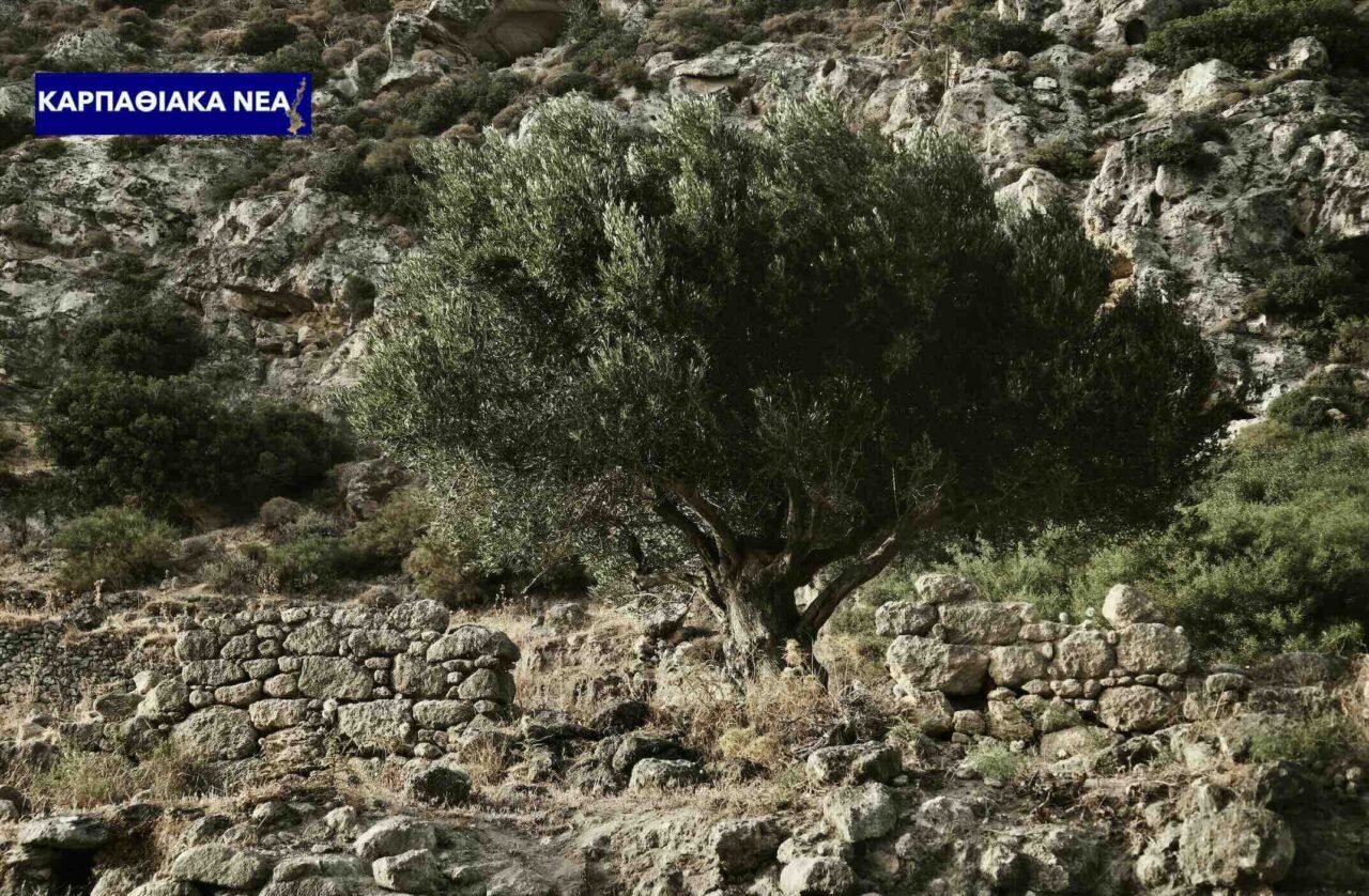 Η Κάρπαθος στους «πρωταθλητές» της ελληνικής ελιάς! | karpathiakanea.gr